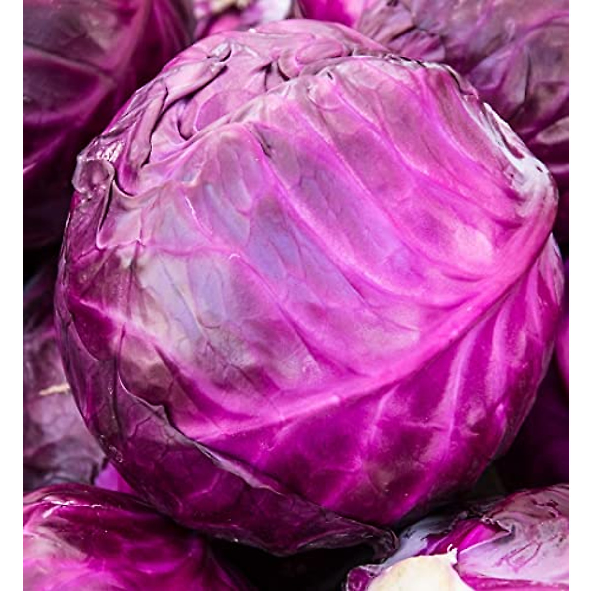 RattleFree Cabbage Seeds for Planting | Heirloom & Non-GMO | 500 Red Acre Cabbage Vegetable Seeds for Planting Home Gardens | Growing Instructions Included on Planting Packets