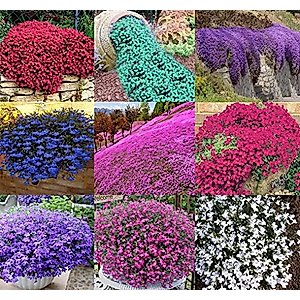 2000+ Mix Carpet Creeping Thyme Seeds Ground Cover for Planting Heirloom High Germination Rate Easy to Plant （3Packs）