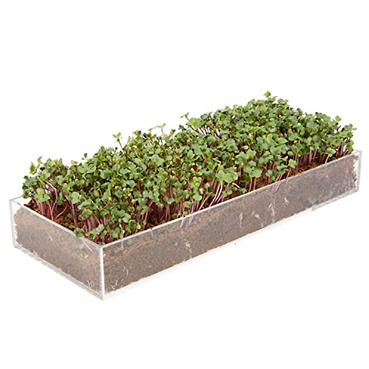 Window Garden Microgreens Grow Kit - Non GMO, Organic Microgreen Seeds, Fiber Soil, Acrylic Tray, Sprayer - Indoor & Outdoor Tools for Gardening, Seedling, Planting Superfood, Hydroponic Growing Kit