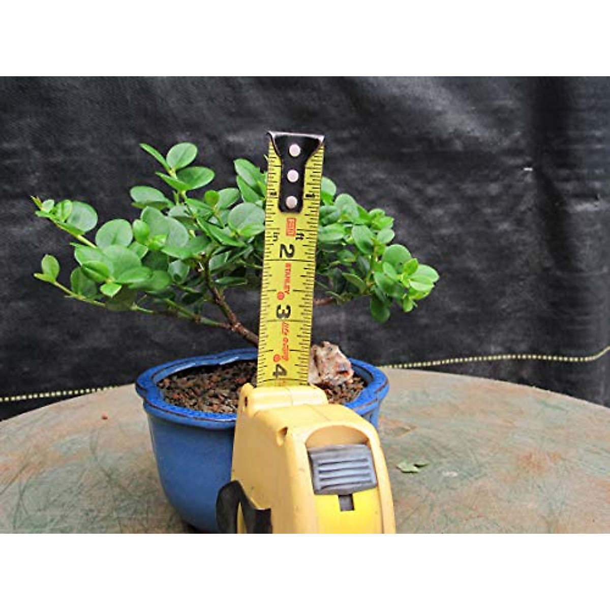 Natal Plum Bonsai Tree