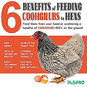coohgrubs Premium Quality Dried Black Soldier Fly Larvae, Natural Nutritious Grubs for Chickens, High Protein and Calcium Rich Treats for Laying Hens, Ducks, Geese, Turkeys, Quails and More