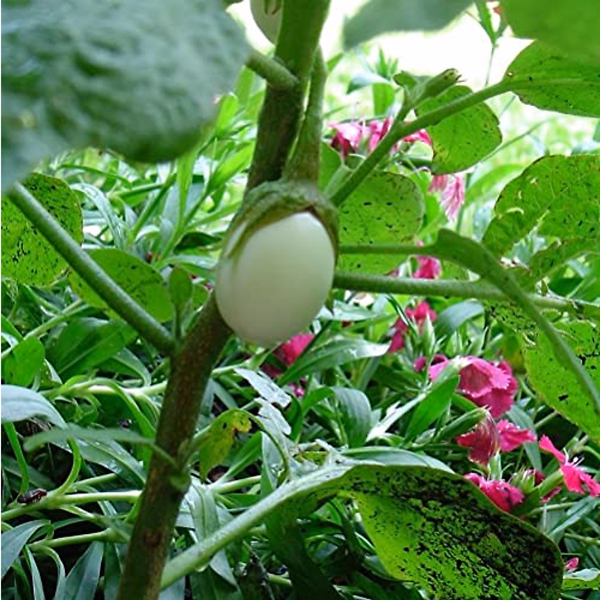 CHUXAY GARDEN 30 Seeds Easter Eggplant, Solanum Ovigerum,Ornamental Eggplant Fresh Vegetables Delicious Healthy Vegetable Gardening Gifts Great for Garden