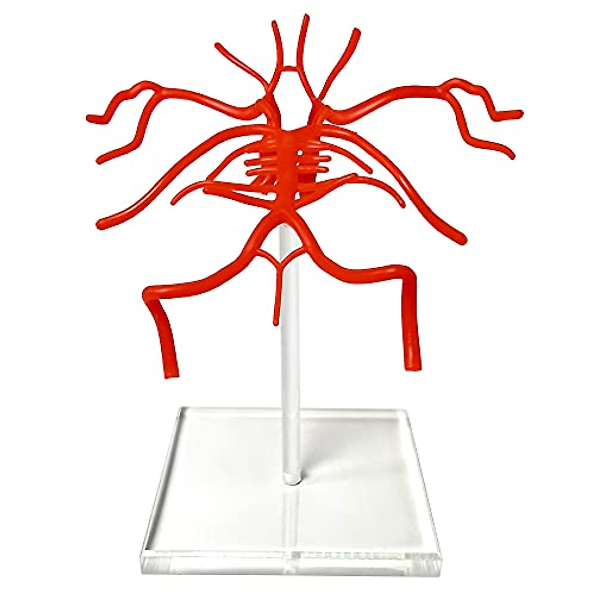 Evotech Brain Artery Model, Life Size Intracranial Artery Model, Shows Internal Carotid Artery, Willis Circle and Basillary Artery & Their Branches. On a Plexiglass Base