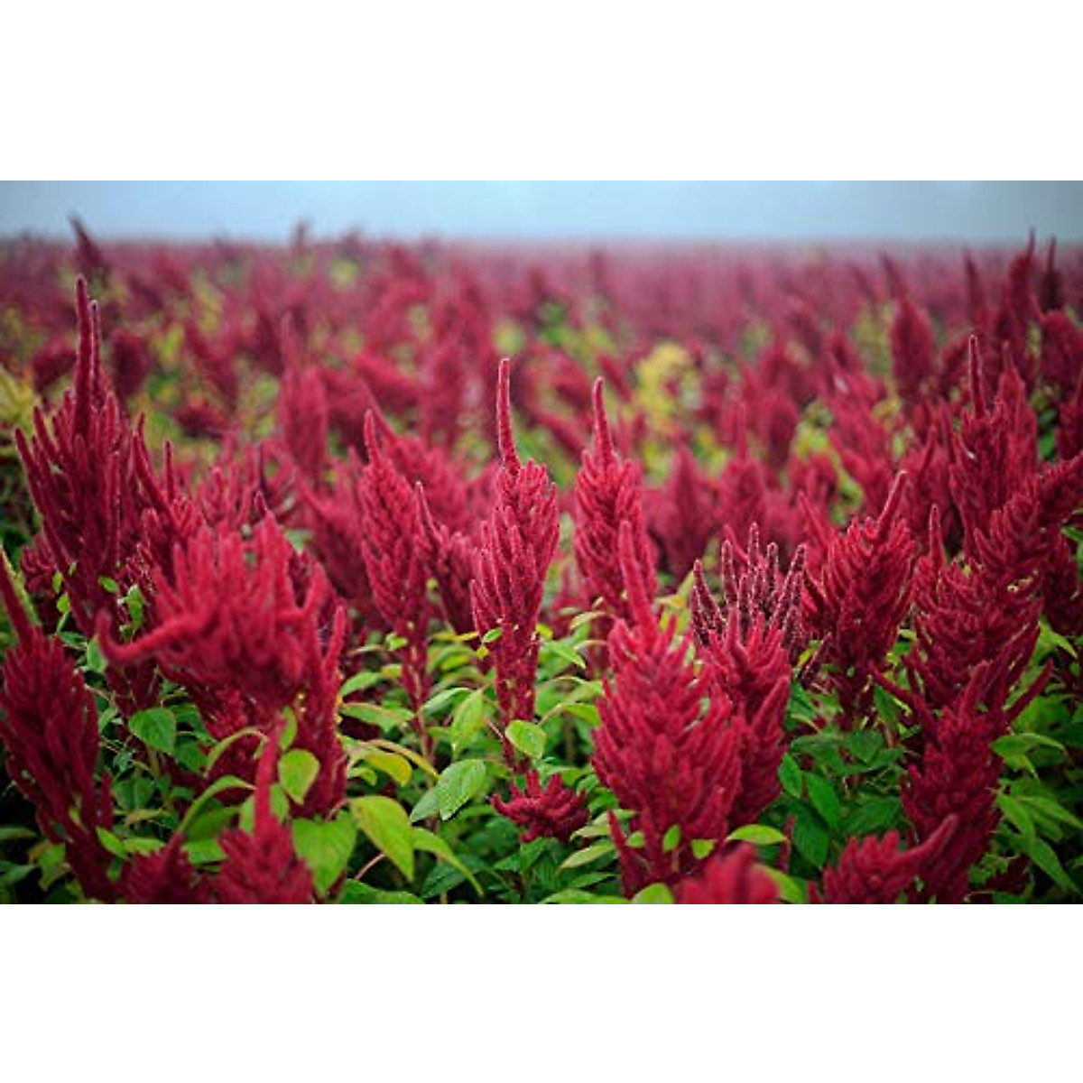 Gaea's Blessing Seeds - Amaranth Seeds - Red Garnet - Non-GMO Seeds with Easy to Follow Planting Instructions - Open-Pollinated - Untreated - Heirloom - 92% Germination - Net Wt. 1.3g