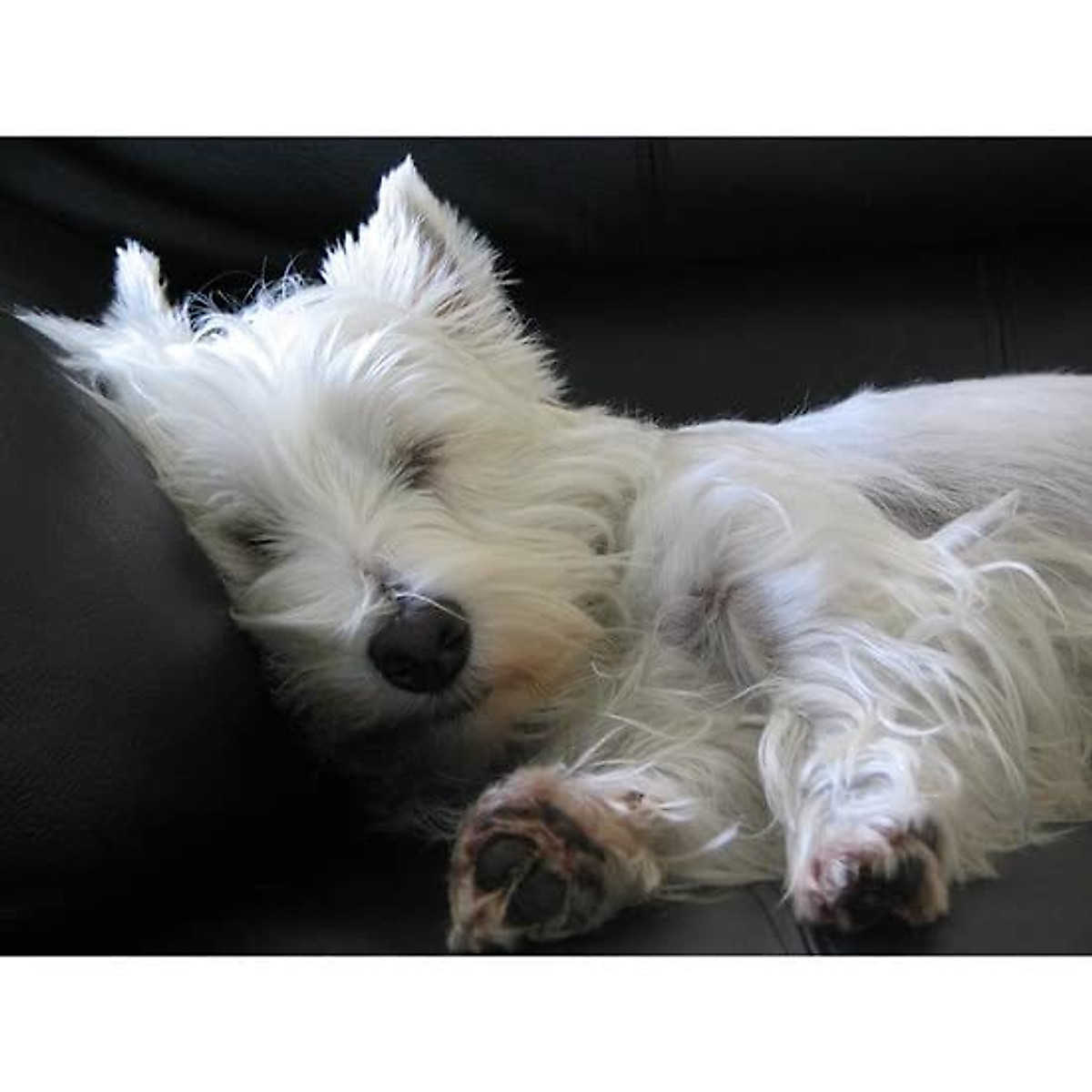 CafePress Westie Mugs Ceramic Coffee Mug, Tea Cup 11 oz