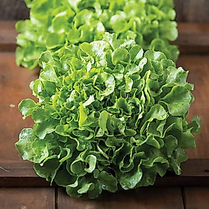 CHUXAY GARDEN Oakleaf Lettuce,Green Oak Leaf Lettuce Seed 100 Seeds Green Non-GMO Organic Vegetable Healthy Delicious Vegetable Fast Growing