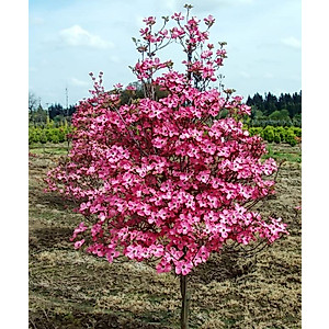 TriStar Plants - Flowering Dogwood Cherokee Brave - 1 Gallon, 4'ft Tall - Rooted Established Pot - ornus Florida 'Comco No. 1, Fast Growing Tree, Spring Flowers