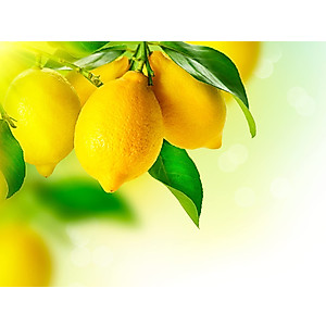 Dwarf Lemon Bonsai Tree Seeds for Planting - 30+ Seeds - Ships from Iowa, USA