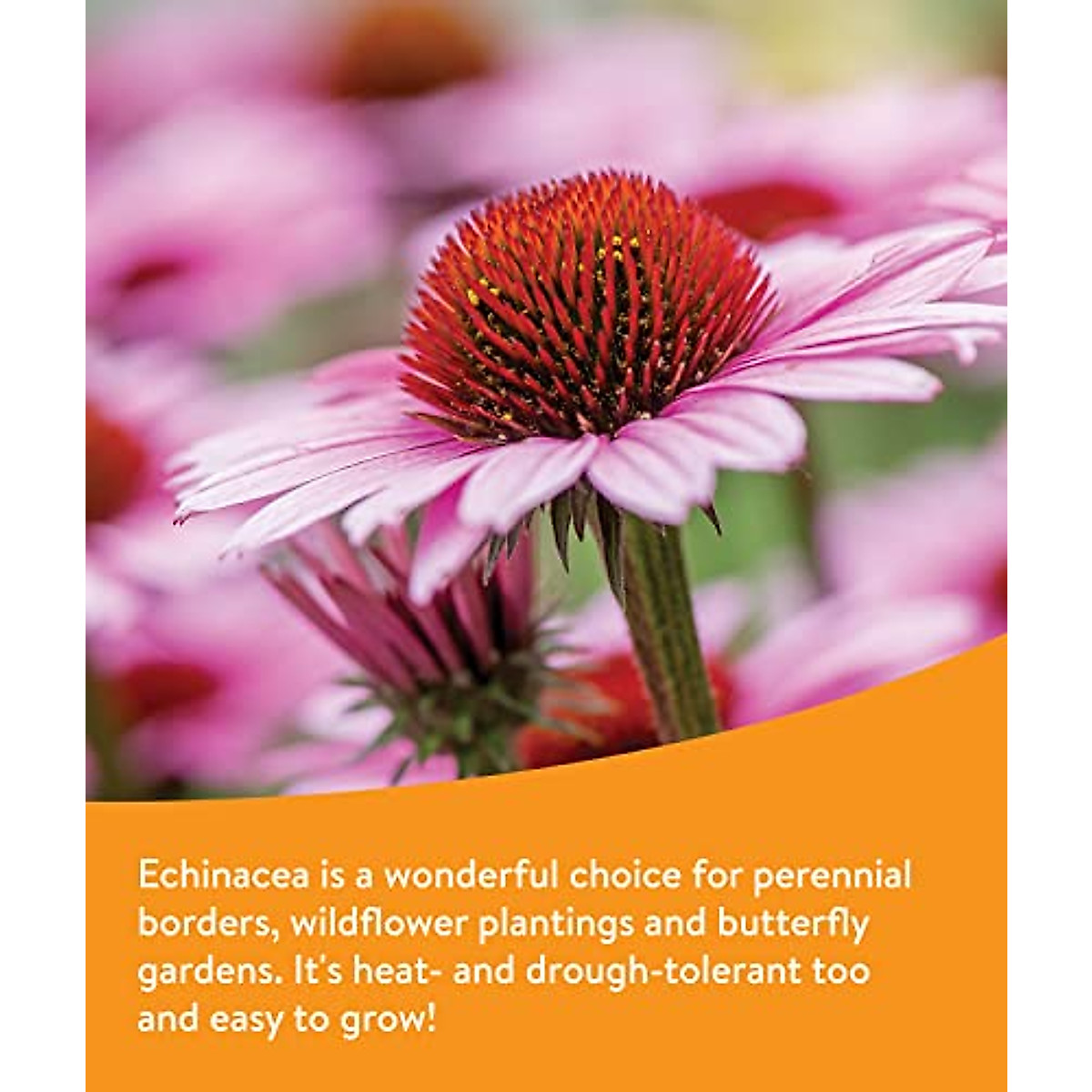 Burpee Wildflower Seed Mix for Pollinators