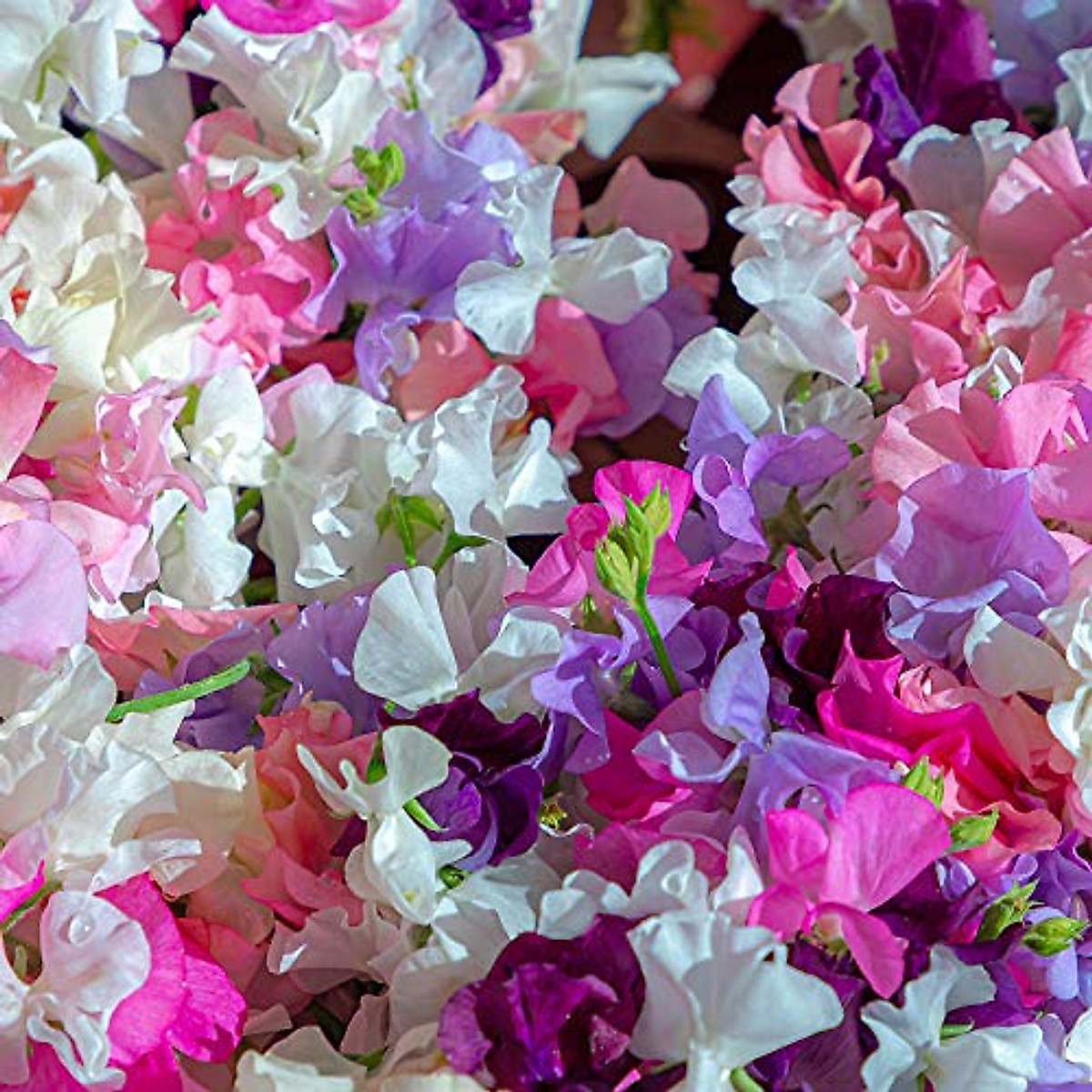 Outsidepride Fragrant Annual Lathyrus Odoratus Sweet Peas Royal Mix Climbing, Vining, Trailing Cut Flowers - 250 Seeds