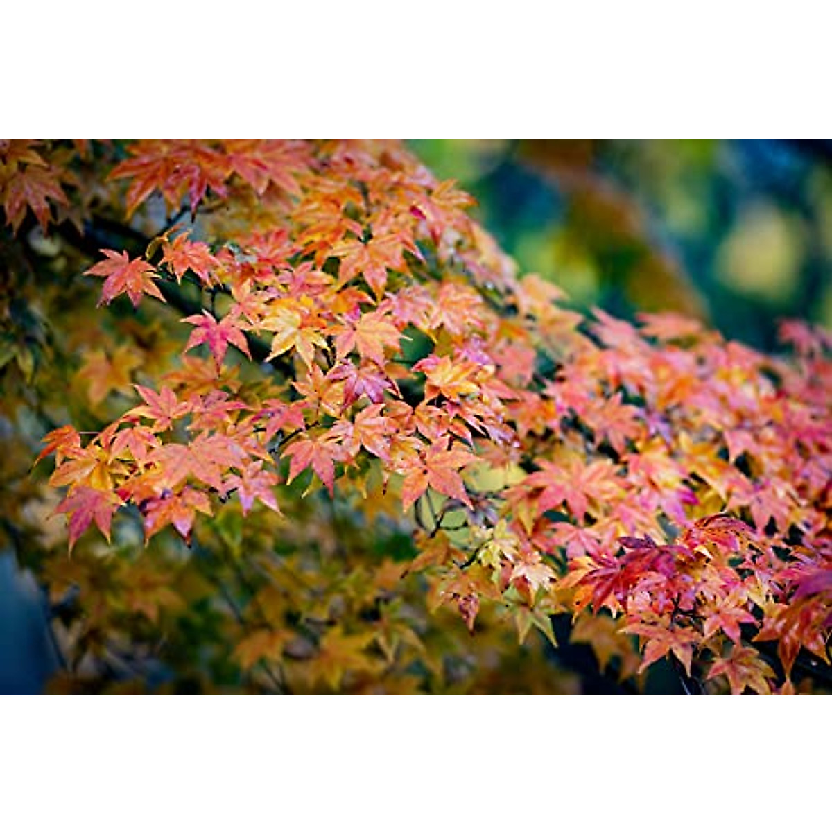 Japanese Maple | Medium Tree Seedling | The Jonsteen Company