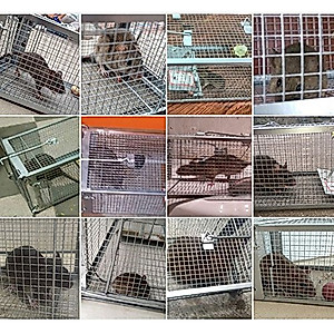H&B Luxuries Rat Trap - Humane Live Animal Cage for Rat Mouse Hamster Mole Weasel Gopher Chipmunk Squirrels and More Rodents (Small)