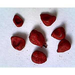 Bee-Bot Flexi-Scope Digital USB Kids Microscope 10X-200X Handheld, Portable, Mini | Recorder, Camera with 6 LED Lights