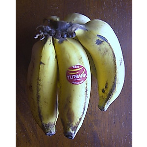 Manzano "Apple" Banana Plant ***Rare*** Live Manzano "Apple" Banana Tree