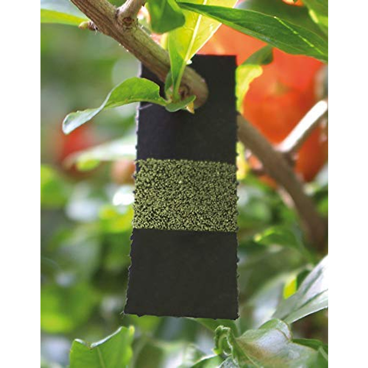 NaturesGoodGuys - Green Lacewing Eggs on Hanging Card (2,500 Eggs)