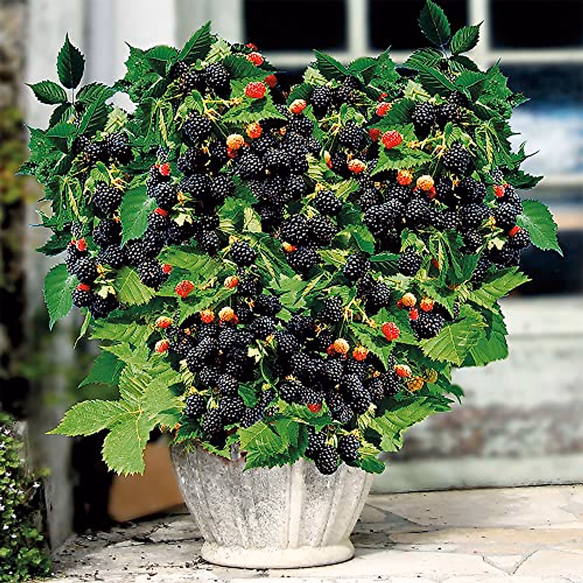 QAUZUY GARDEN 100 Nutritious Pre-stratified Jumbo Thornless BlackBerry Seeds Perennial Juicy Sweet Healthy Fast-Growing Fruit Survival Gear Food Seeds