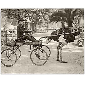 Quirky California Ostrich - Weird Vintage Photo - Great for Home or Office Decor, Black and White Old Strange Photo, Great Gift for Animal Lovers, 11x14 Funny Unframed Print Poster