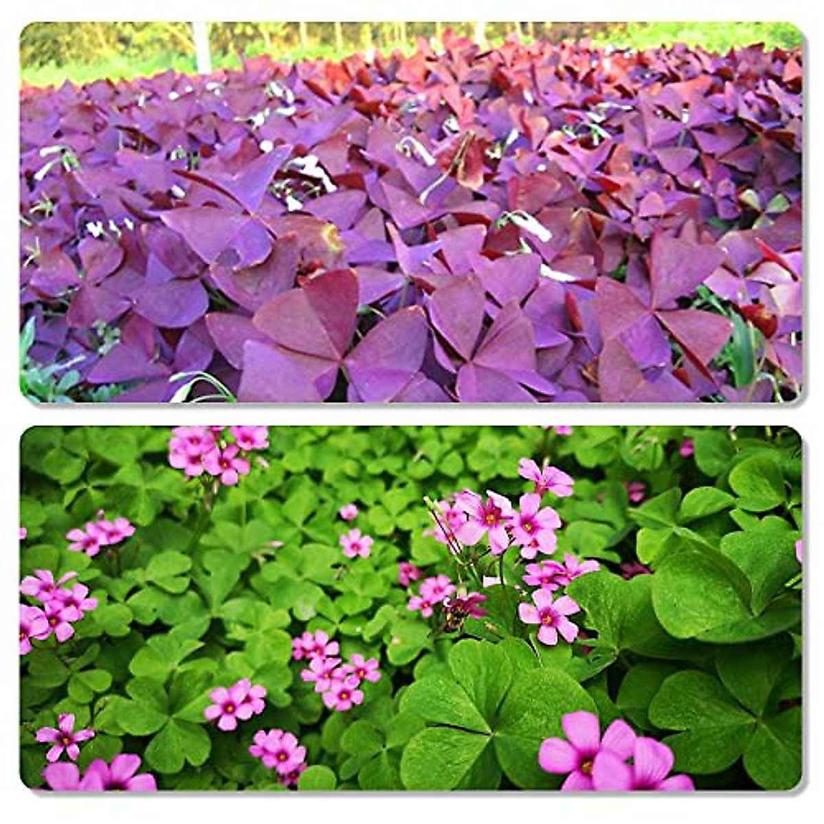 30pcs Mix Oxalis Triangularis Bulbs Purple and Green Shamrocks Bulbs Robust Bulbs for Planting Easy to Grow
