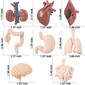 8PCS Human Organs Model Mini Human Body Parts Anatomy Toys for Kids, Anatomy Models Physiology Study Tools Students Sciences Learning Kit