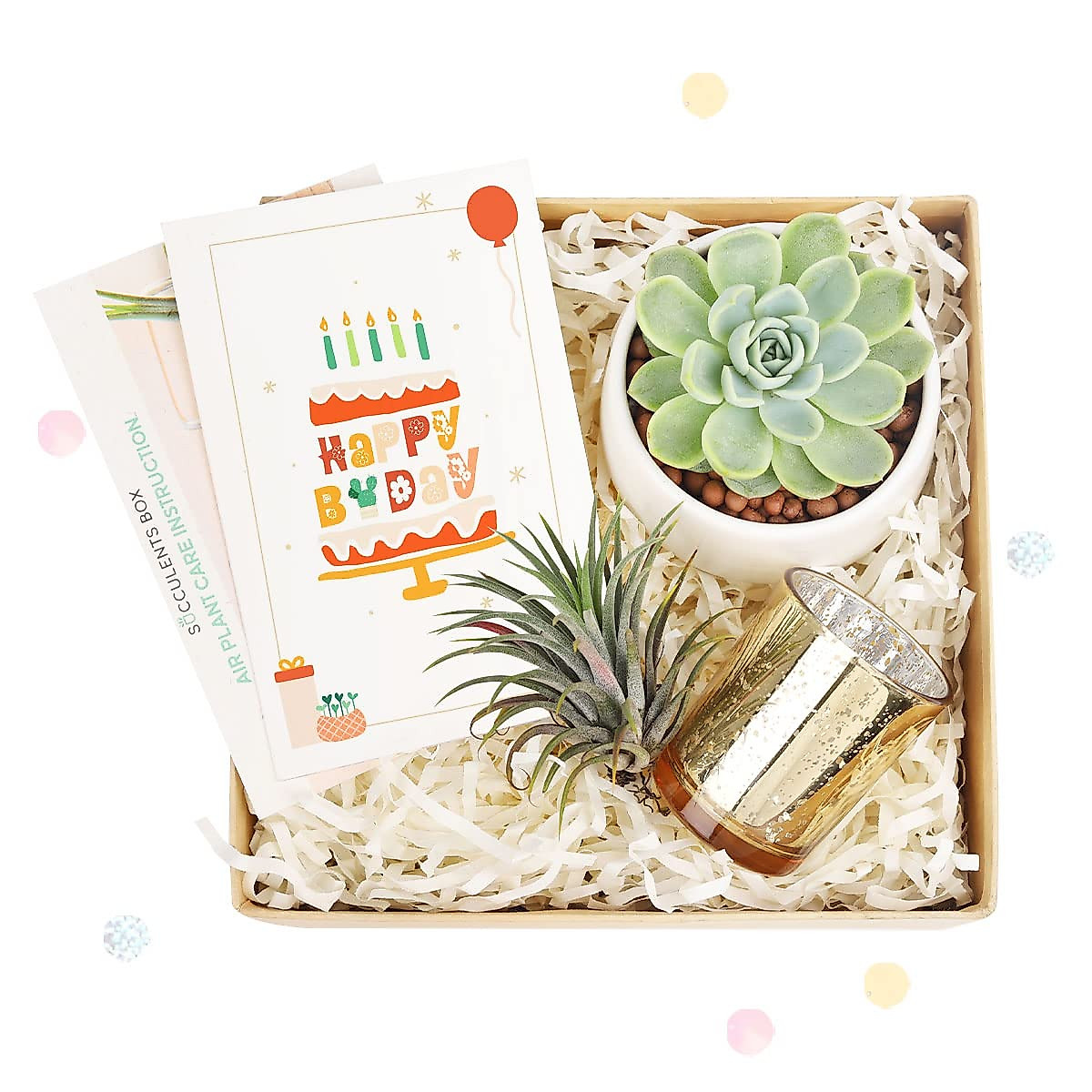 Happy Birthday Gift Box (1 Airplant, 1 Succulent) - Unique Birthday Gifts for Mom, Sister, Daughter, Her, Coworker, Wife, Girlfriend, Plant Lovers