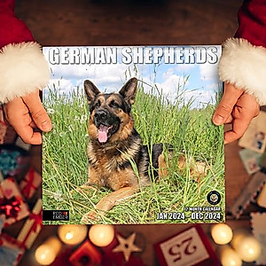 RED EMBER German Shepherds 2024 Wall Calendar 12 Month | 12" x 24" Open | Thick & Sturdy Paper | Giftable | Calendar 2024