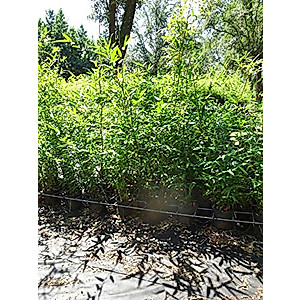 Giant Timber Clumping Bamboo - Bambusa Oldhamii - 4 Plants