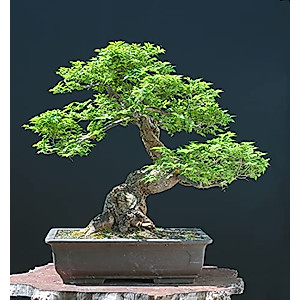 Chinese Elm Bonsai Tree Seeds - 30 Seeds - Prized Bonsai Specimen