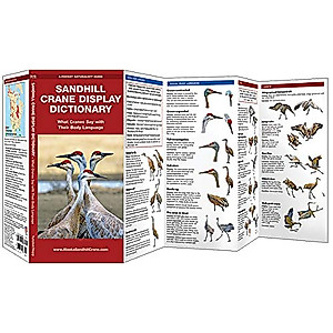 Sandhill Crane Display Dictionary: What Cranes Say With Their Body Language (Nature Observation North America)