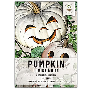 Seed Needs, Lumina Pumpkin Seeds - 15 Heirloom Seeds for Planting Cucurbita Maxima - White Fruits Perfect for Carving Alongside Jack O Lantern - Non-GMO & Untreated (1 Pack)