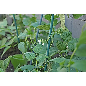 "Kentucky Blue" Pole Bean Seeds for Planting, 30+ Heirloom Seeds Per Packet, Non GMO Seeds, (Isla's Garden Seeds), Botanical Name: Phaseolus vulgaris, Great Home Garden Gift