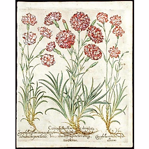 [Florist's carnations] Caryophyllus flore maiore dimidiata parte carnus dimidiate alterarubris & albis striis & punctis variegatus plenus; Caryophillus flore minore pleno rubescens punctatus; Caryophyllus miniatus medio albescens