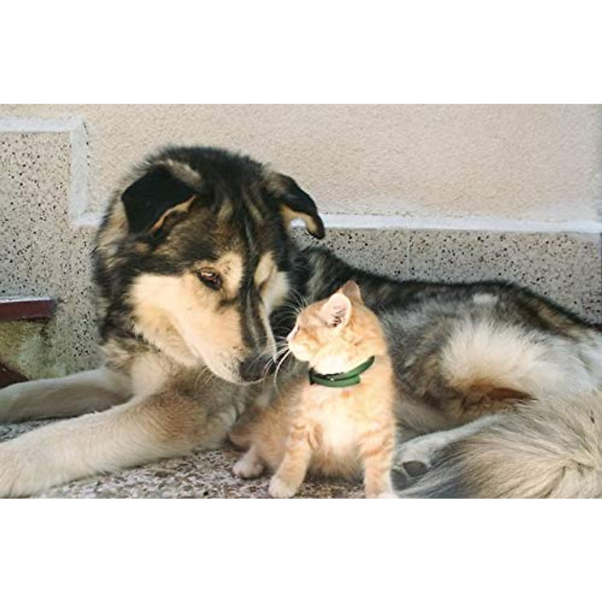 cat Digestive Health - PROBIOTICS for Pets - Dogs Cats - Bad Gas and Breath Treats - Advanced Immune Boost - cat probiotics prebiotics - 3 Bottles (180 Treats)