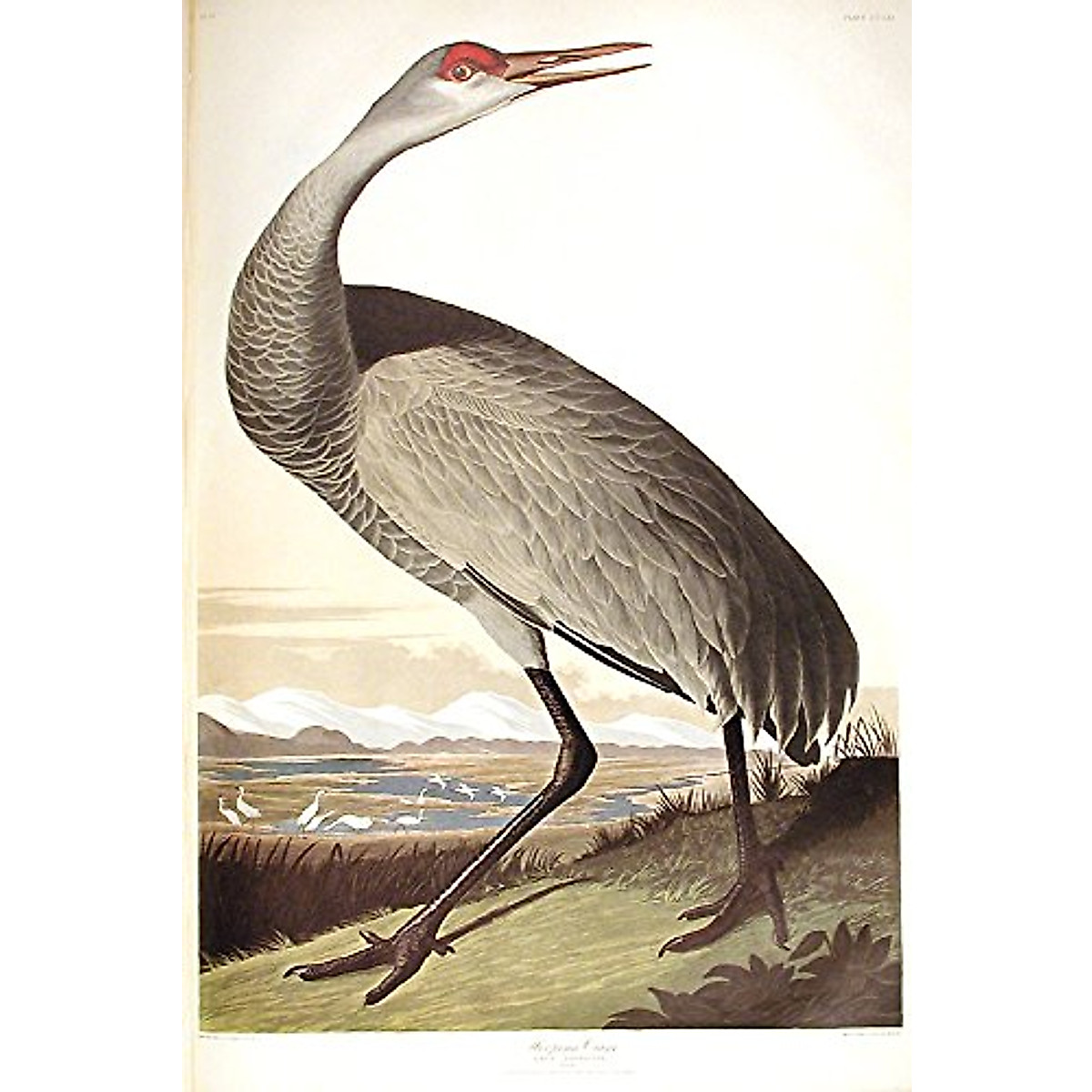 Hooping Crane. From"The Birds of America" (Amsterdam Edition)