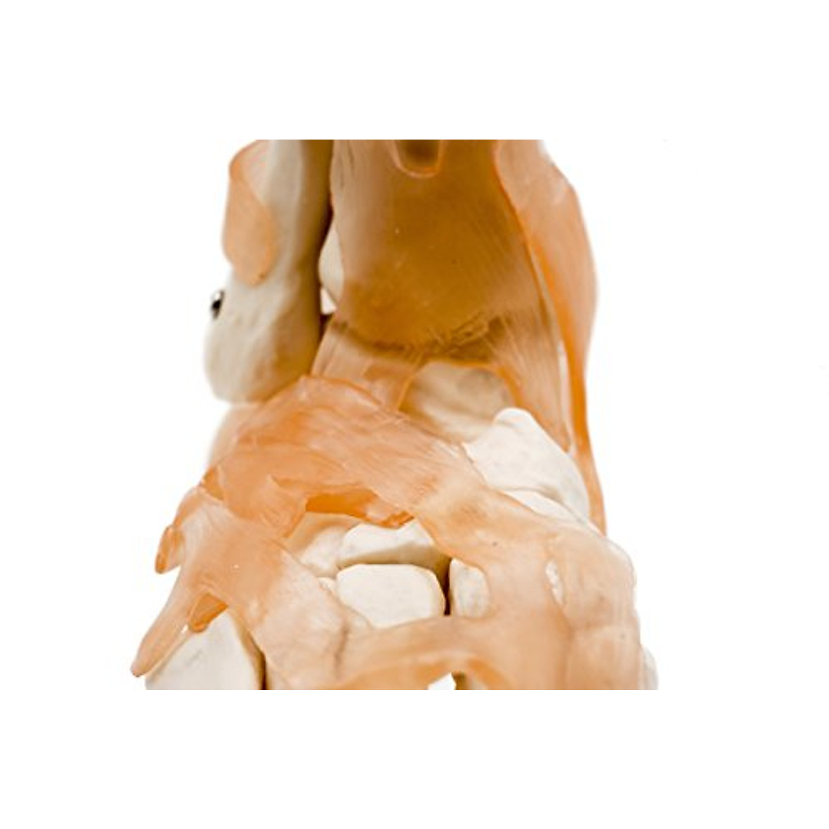 Foot Joint Model with Ligaments,Kouber Human Anatomical Model,Life Size,Height 11"