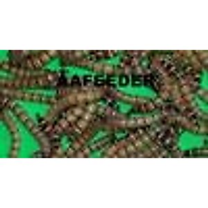 BASSETT'S CRICKET RANCH 500ct Live Superworms Fishing Bait & Pet Food