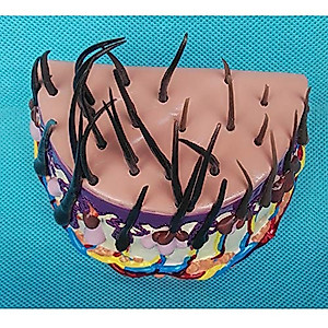 Anatomy Model Skeleton Model Human Skin Anatomical Enlargement Model Hair Follicle Skin Structure Medical Teaching Model