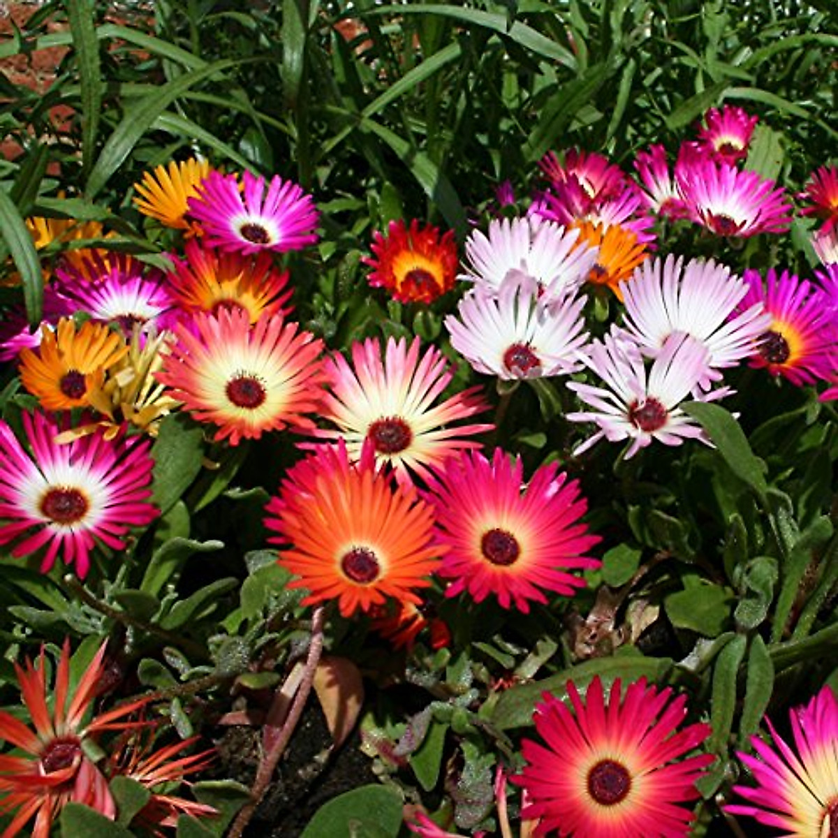 Outsidepride Livingstone Daisy Dorotheanthus Ice Plant Ground Cover Plant & Drought, Heat Tolerant Flower Mix - 5000 Seeds