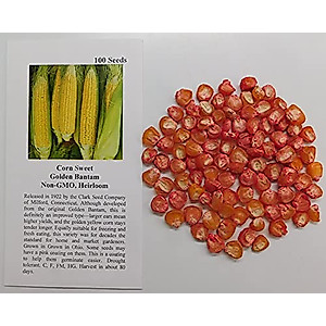 David's Garden Seeds Corn Sweet Golden Bantam FBA-6113 (Yellow) 100 Non-GMO, Heirloom Seeds