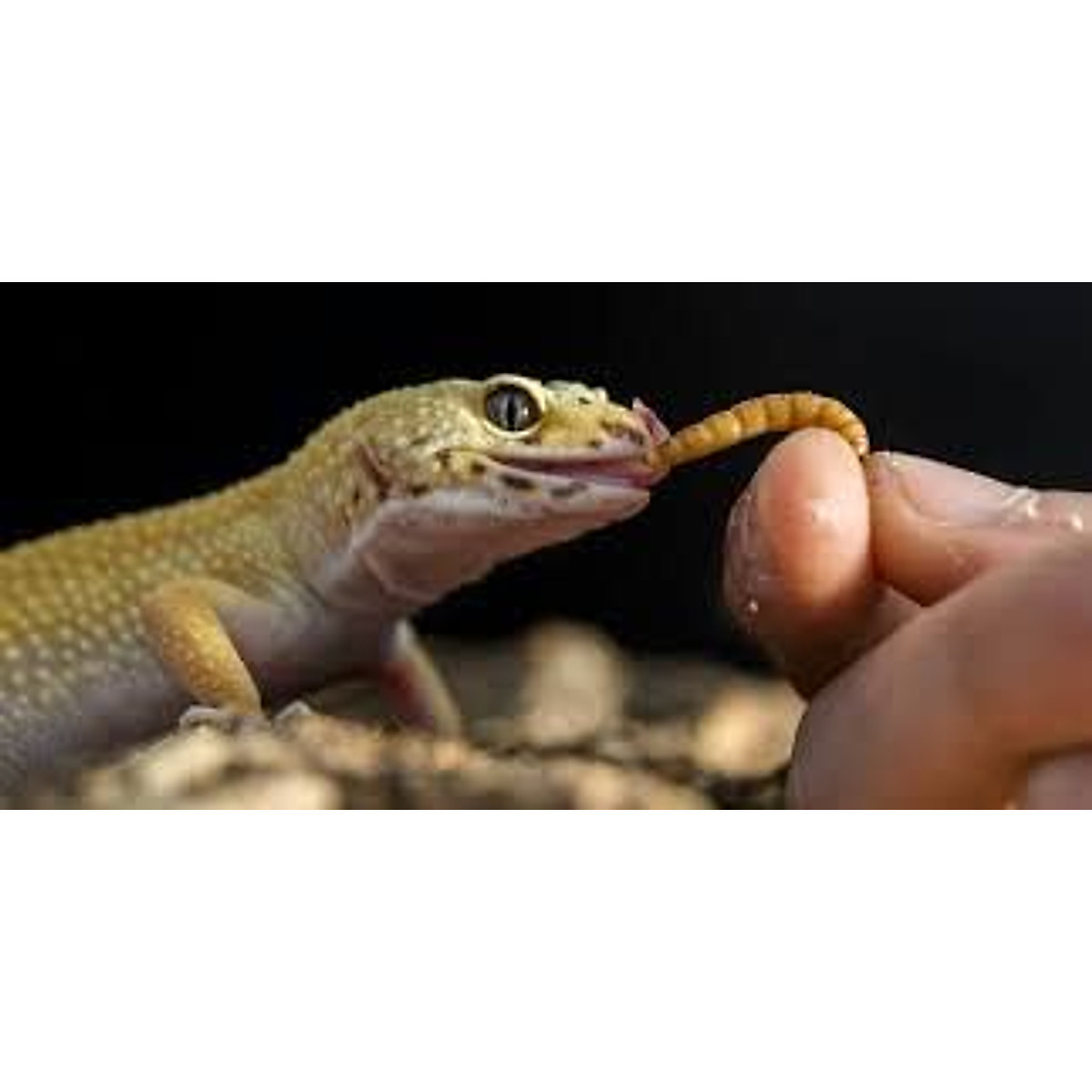 The Mad Jungle TM 125 Live Large 1 1/2 to 2 inch Superworms Live Arrival Guaranteed