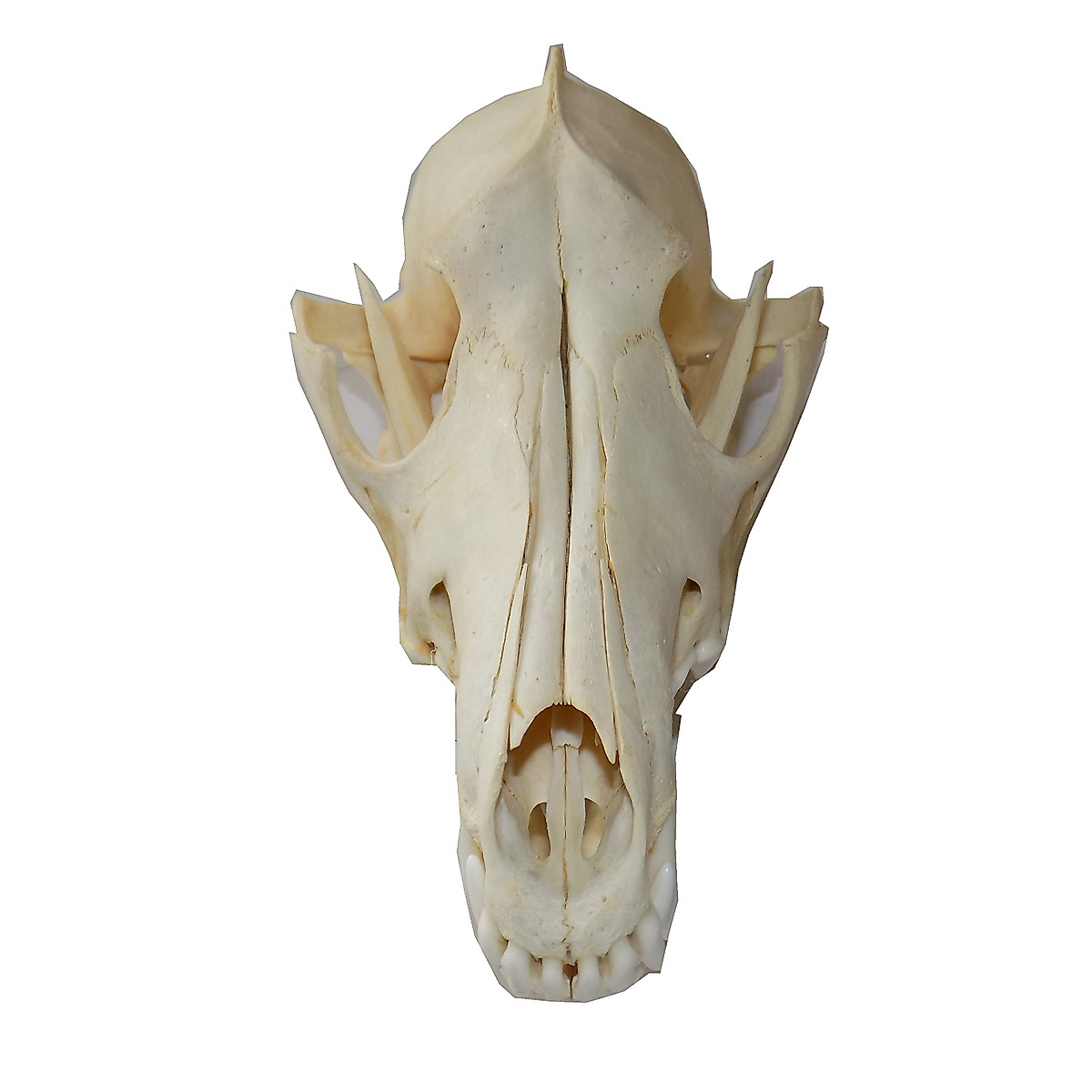 Real Coyote Skull (Cleaned and Assembled Adult American Coyote Skull)