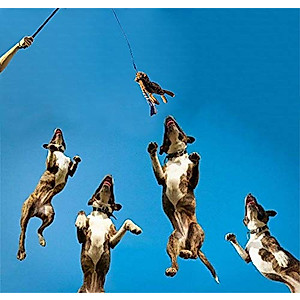 ASOCEA Dog Extendable Teaser Wand Pet Flirt Stick Pole Puppy Chasing Tail Interactive Toy for Small Medium Large Dogs Training Playing Exercise