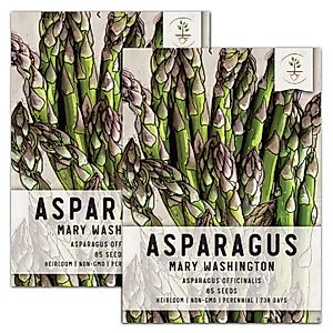 Seed Needs, Mary Washington Asparagus Seeds for Planting (Asparagus officinalis) Heirloom, Non-GMO & Untreated (2 Packs)