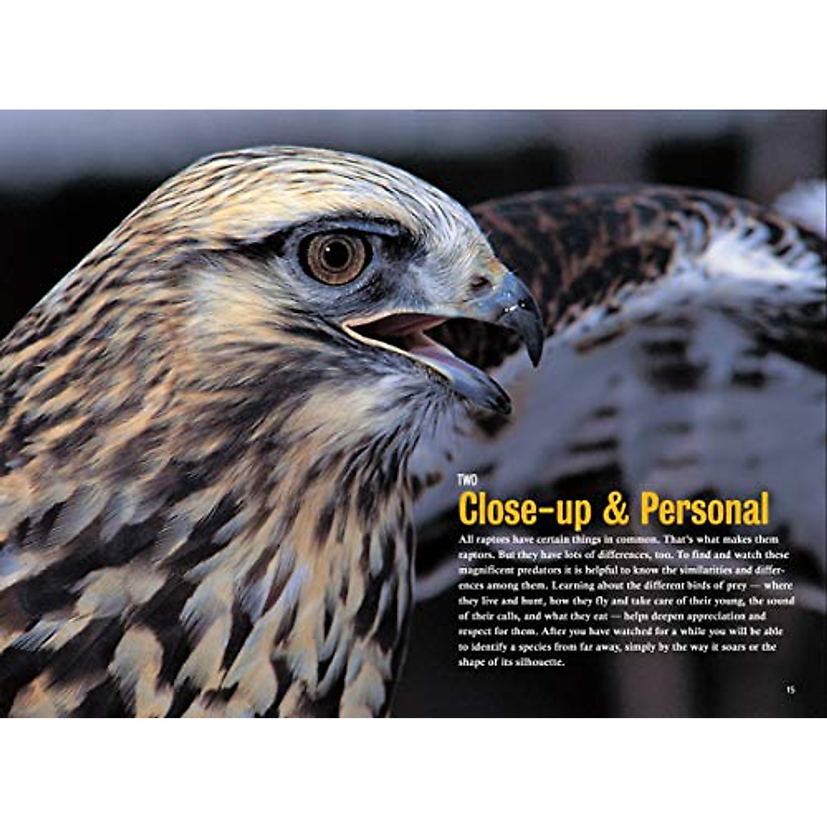 Raptor! A Kid's Guide to Birds of Prey