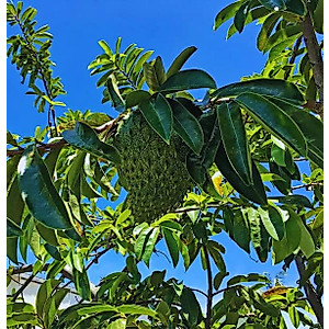 Soursop Guanabana Potted Starter Seedling Plant 5 to 9 Inc Tall Ornaments Planting Perennial Garden Simple to Grow Pot