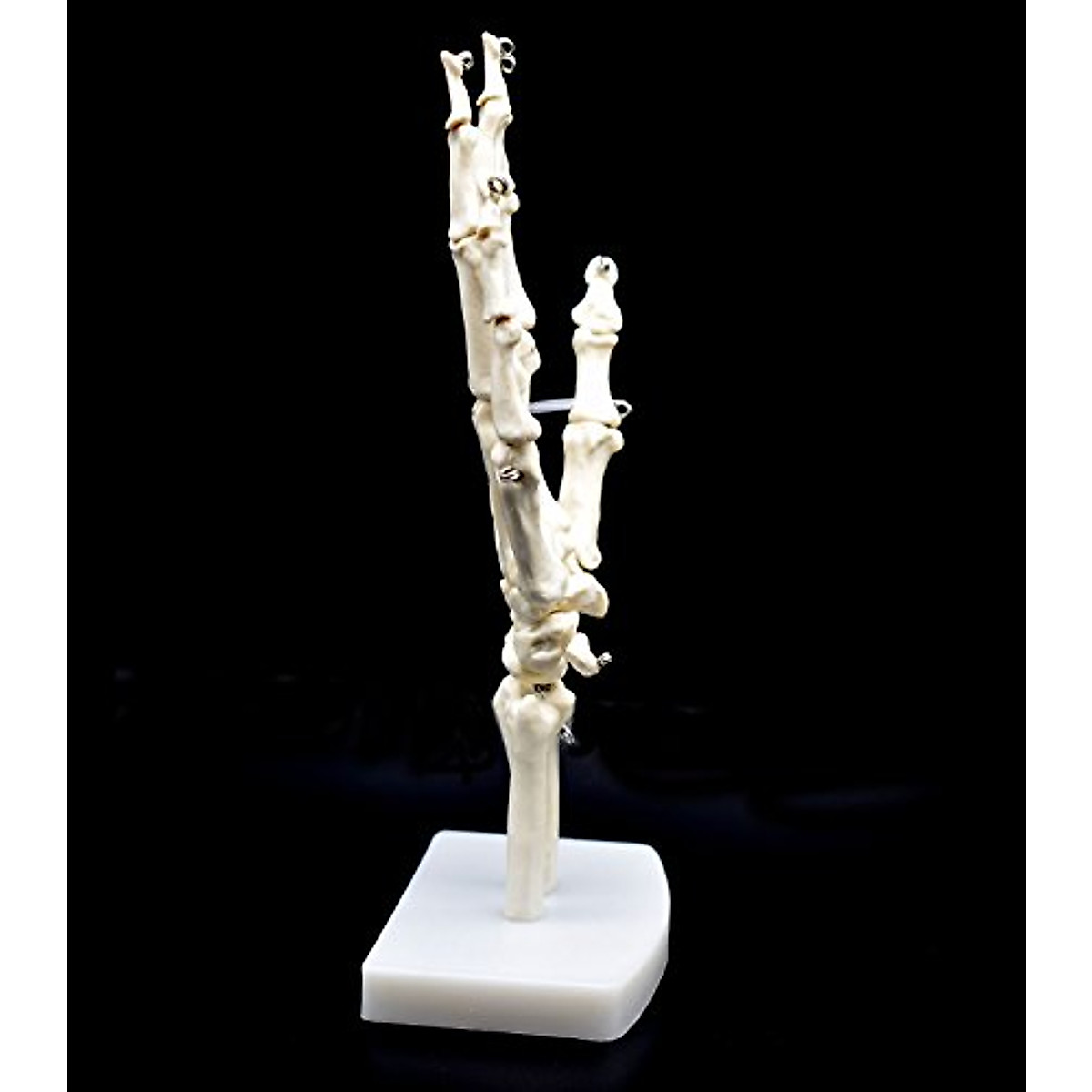 Human Hand Skeleton Model on Base, Hand Bone,Life Size, Articulated
