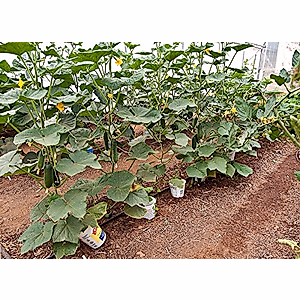 US Grown! 30+ Persian Beit Alpha (a.k.a. Lebanese) Cucumber Seeds Heirloom Non-GMO Burpless Sweet Non-Bitter and Acid Free, Crispy and Sweet, Fragrant and Delicious, Cucumis sativus, Grown in USA!