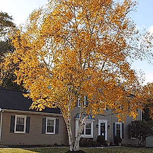 QAUZUY GARDEN White Paper Birch Tree Seeds (Betula papyrifera) 50+Seeds Canoe Birch Seeds Stunning Fall Color Tree Hardy Fast-Growing Low-Maintenance