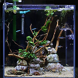 JZMYXA Aquarium Shrimp/Small Fish Feeding Dish Feeder Dish, Acrylic Material, Mini Size (Clover Shaped)