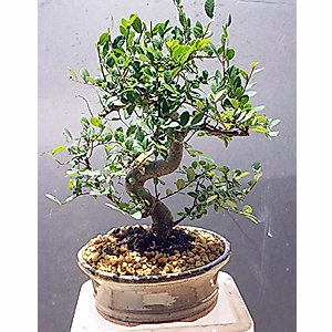 Indoorbonsaiexotics Imported Chinese Elm Bonsai Tree 12yrs Old