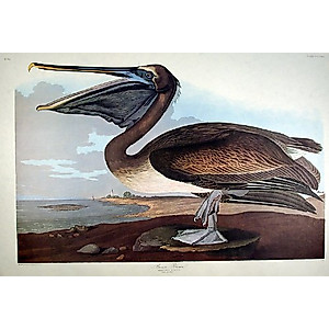 Brown Pelican. From"The Birds of America" (Amsterdam Edition)